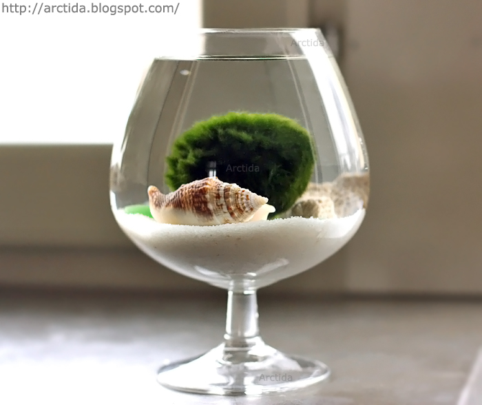 Arctida’s creations: DIY tutorial Marimo moss ball mini aquarium with ...