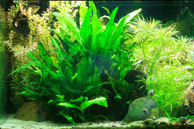 S.C.V. Aquascaping Ideas: South East Asia Biotope II - Juwel Rio 180 ...