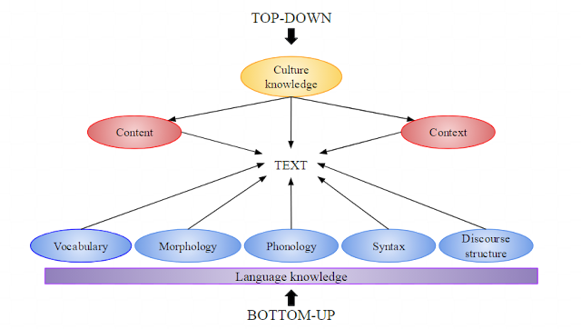 bottom-up and top-down processing