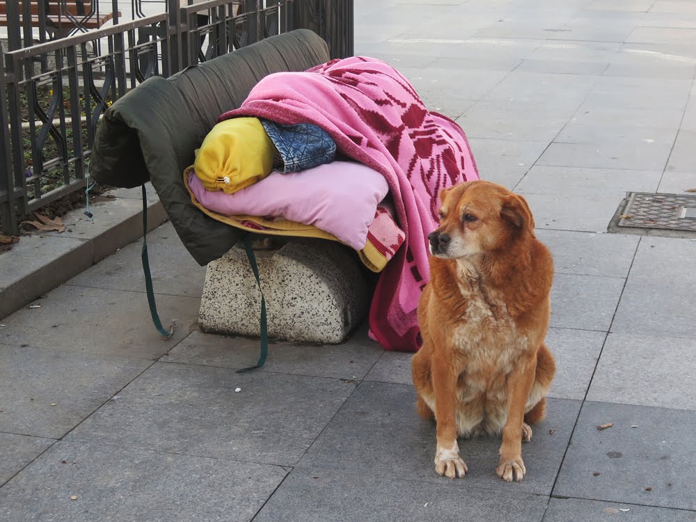 The Adventures of C. M. Kosemen: A Dog with Two Noses