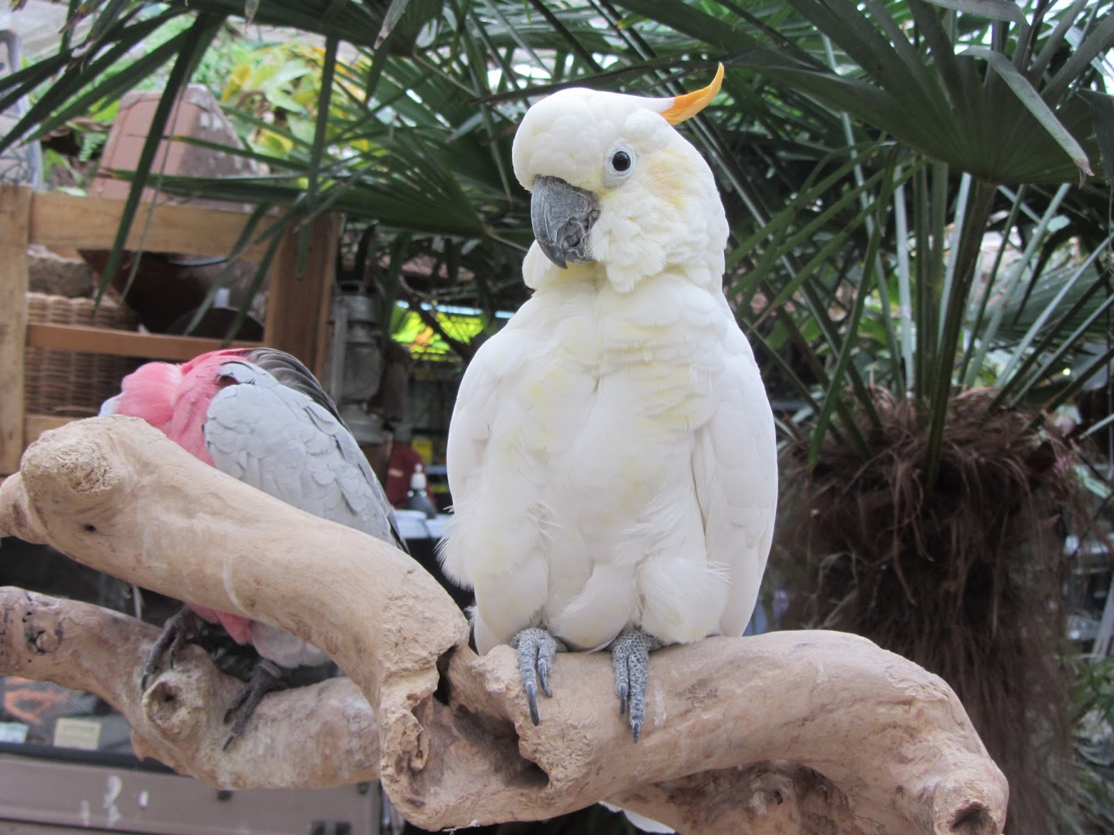 De Cultuurbarbaar: Vogelkelder en andere dieren...