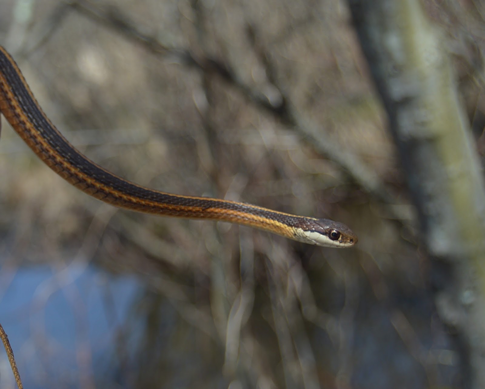 Herping New Jersey and Pennsylvania: Spring and Summer Snakes in Nj and Pa