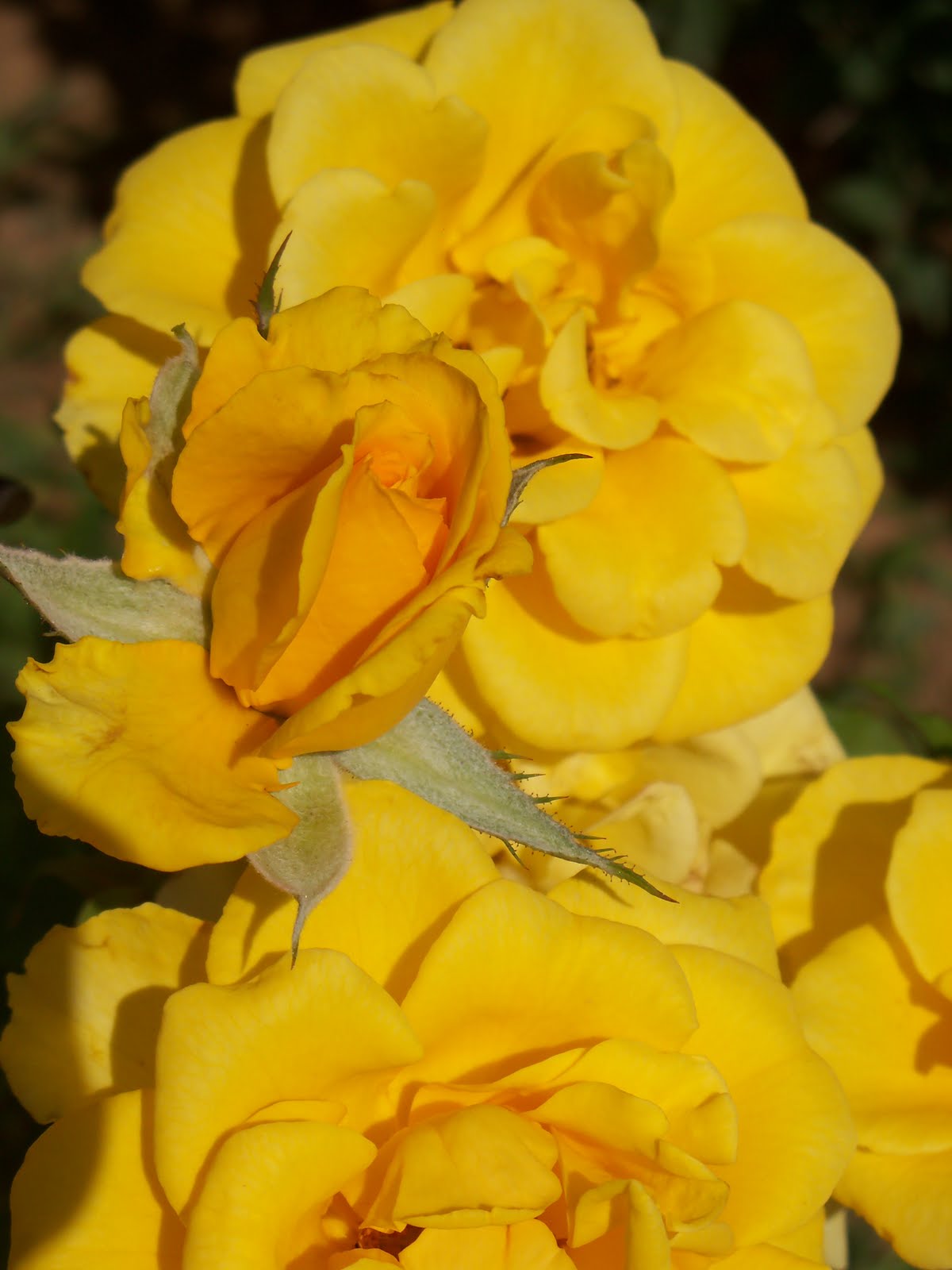 Tumbleweed Crossing: Yellow Roses