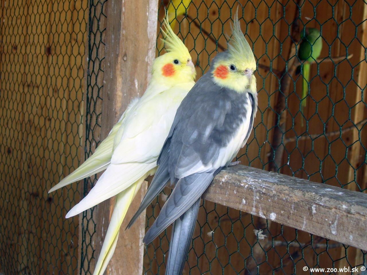 Mundo animal: Caturra