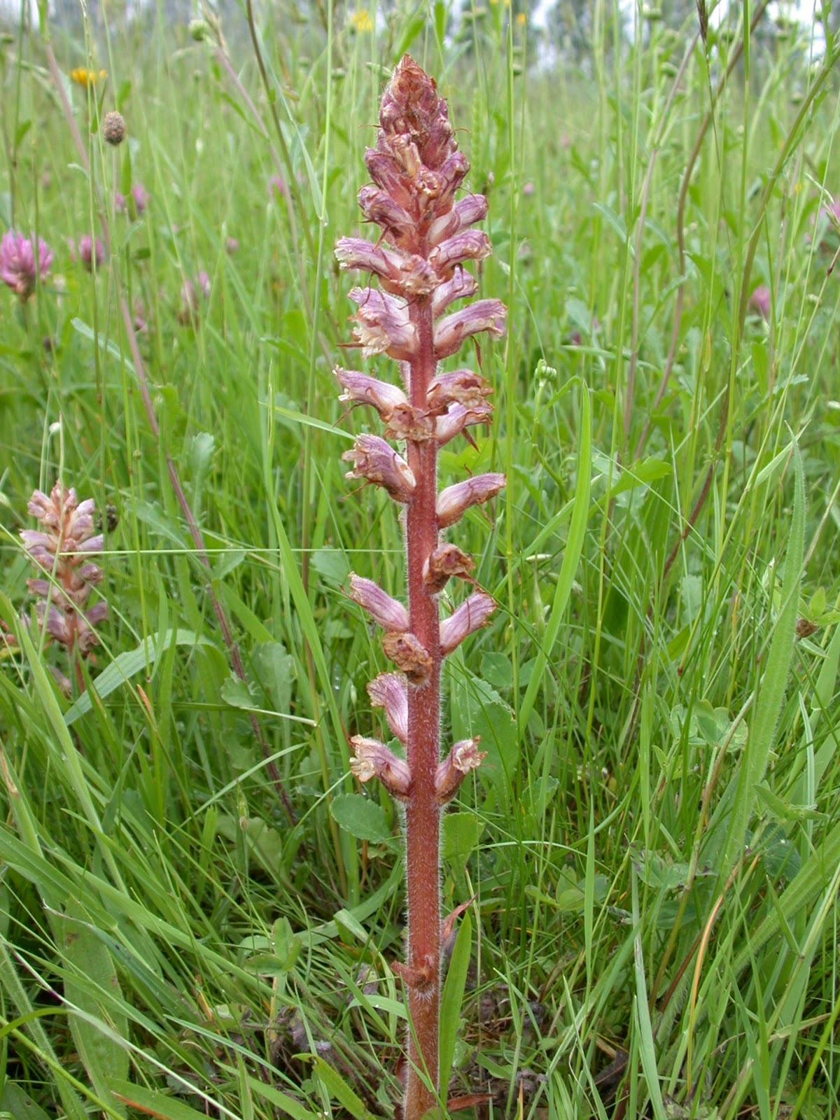 Variety of Life: Orobanche section Orobanche