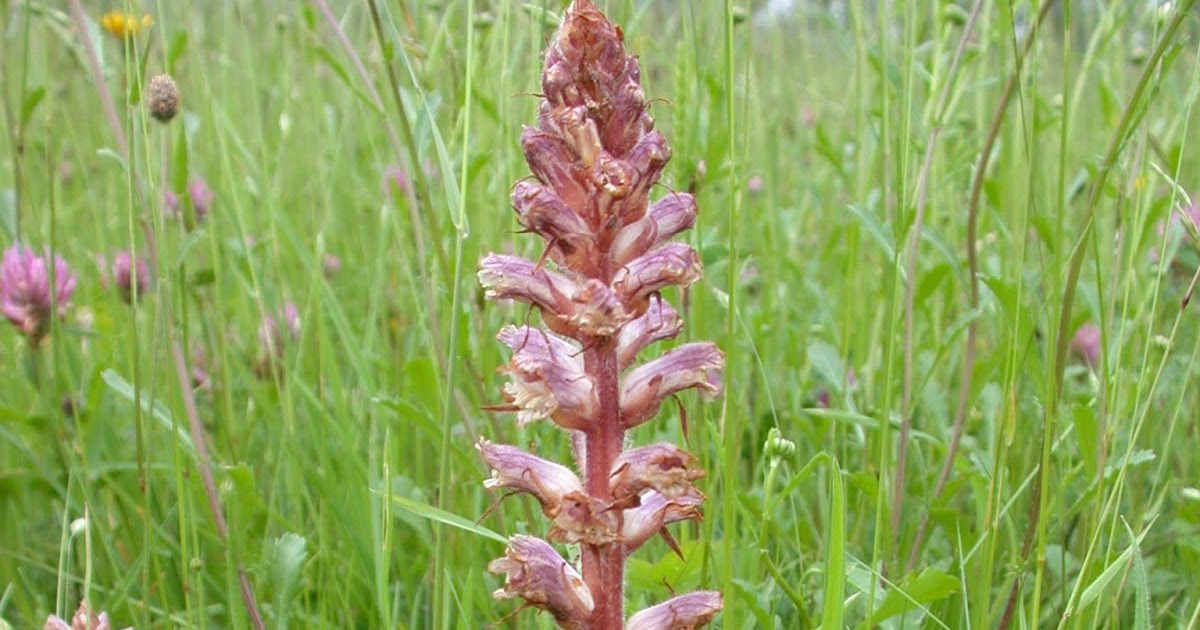 Variety of Life: Orobanche section Orobanche