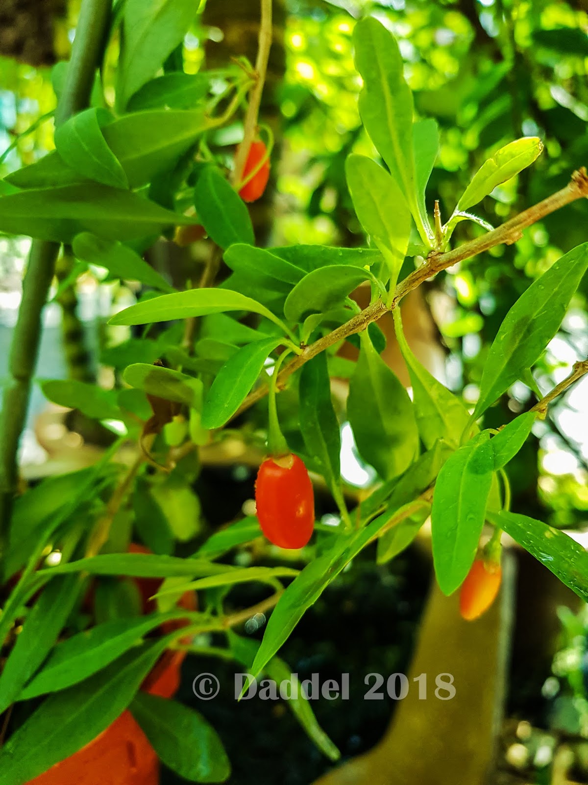 Daddel's Thumbprints: Gouji berry