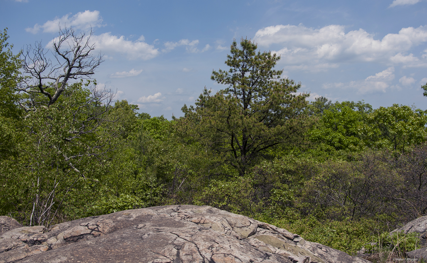 Nature photos from an Amateur Naturalist: Middlesex Fells Reservation ...