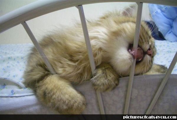 Very Funny Pics | Funny Collection World