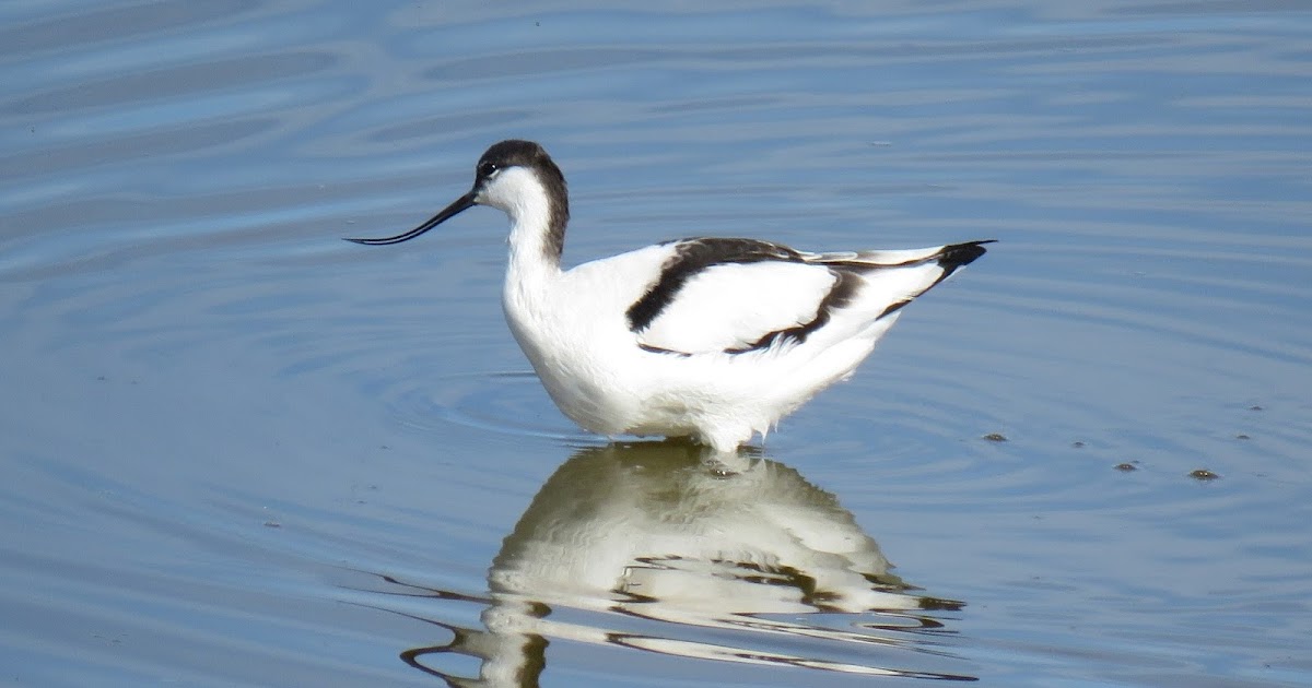 AVES DE ANDALUCÍA: Avoceta Común