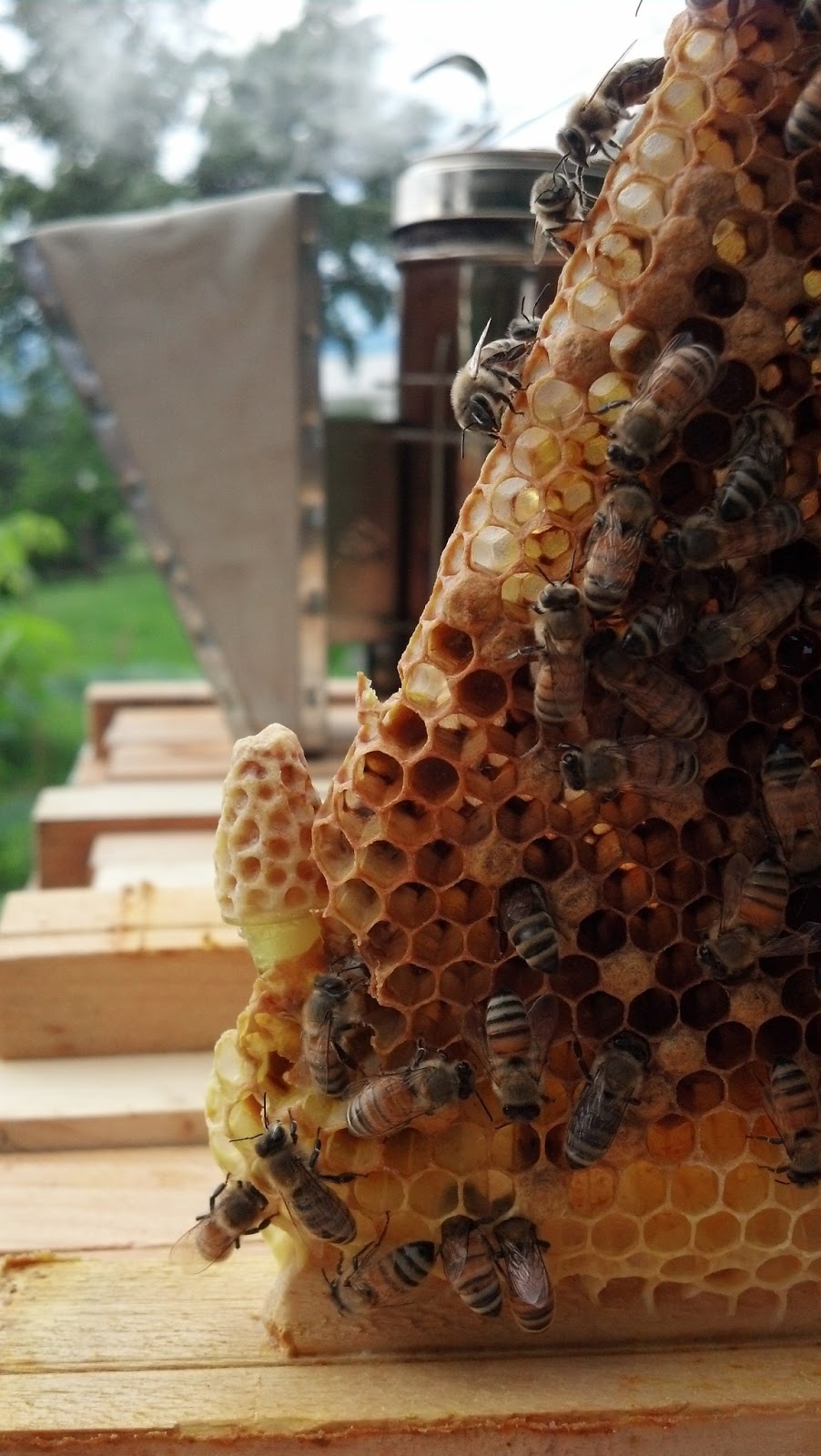 Thy Hand Hath Provided: Thorough Inspection = Queenless Hives