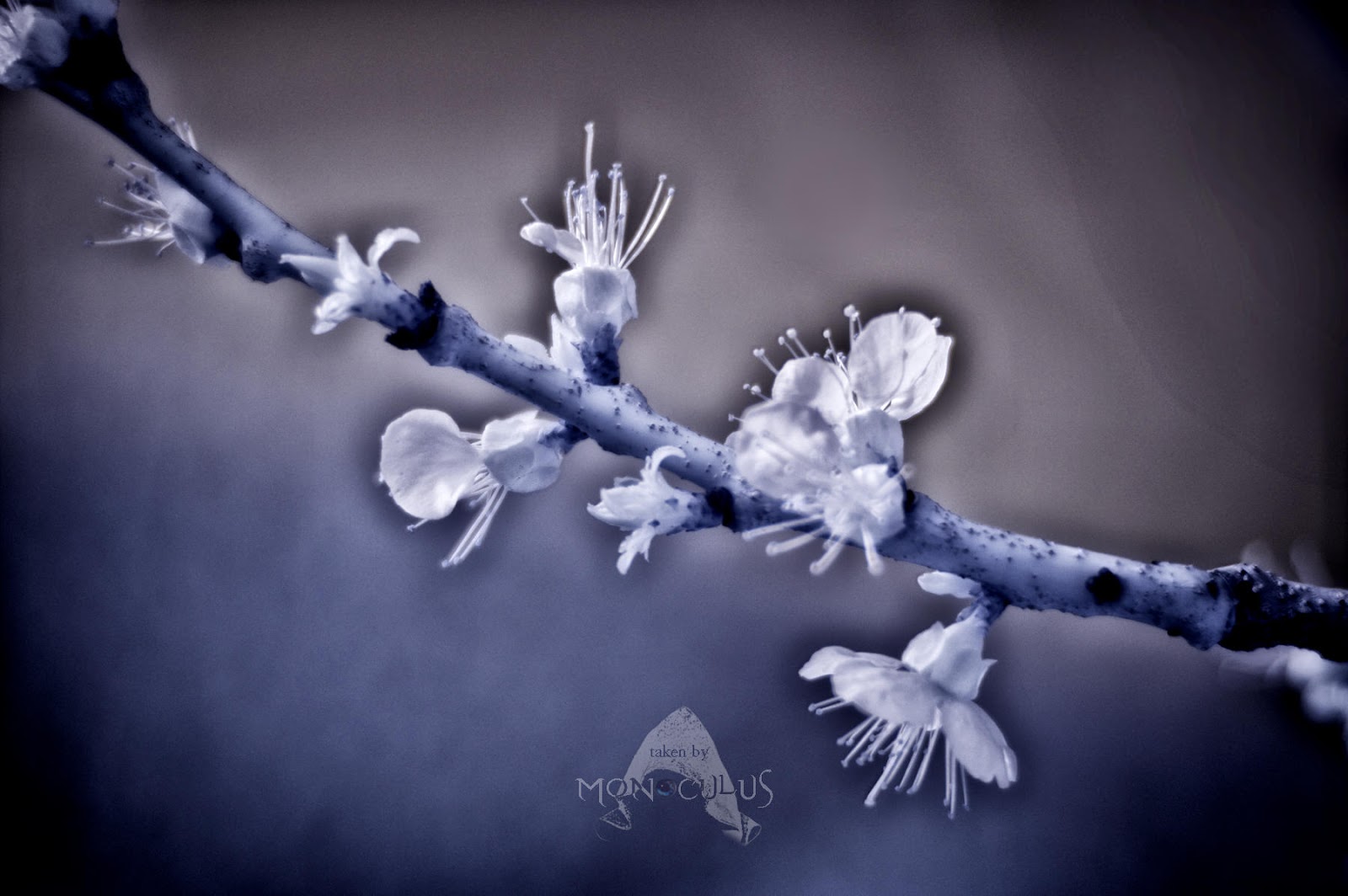 Heremita Monoculus: apríla 2019