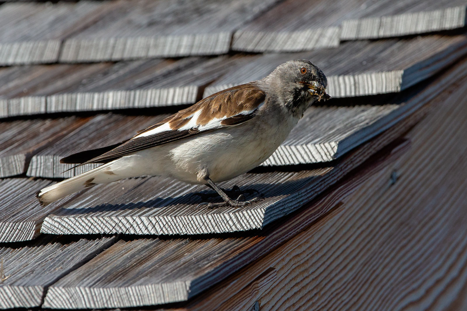 Wildlife Diaries: White-winged Snowfinches of the Furka Pass