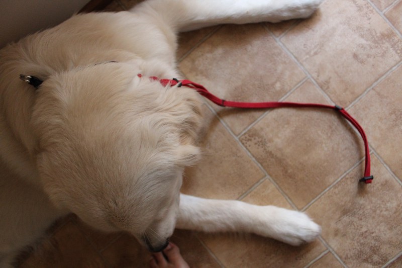 Downunder Assistance Dog: Fantastic retrieve training, paw targeting ...