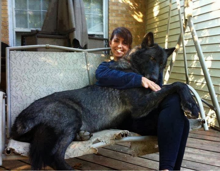 Animales | Híbridos Lobo-Perro (wolfdog) - iNT3R3S4NT3!