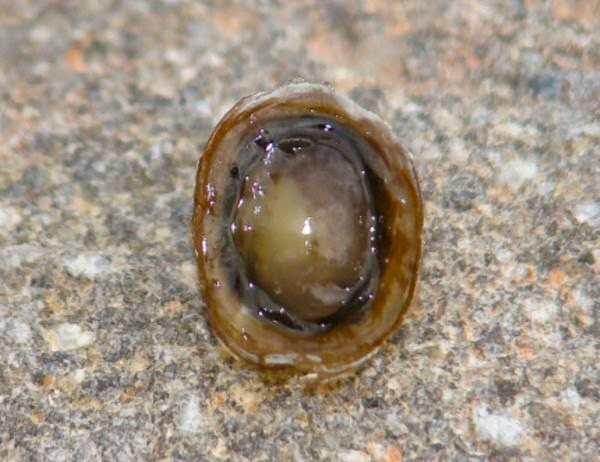 EL MATERIAL MÁS RESISTENTE DE LA NATURALEZA NO ES LA SEDA DE ARAÑA