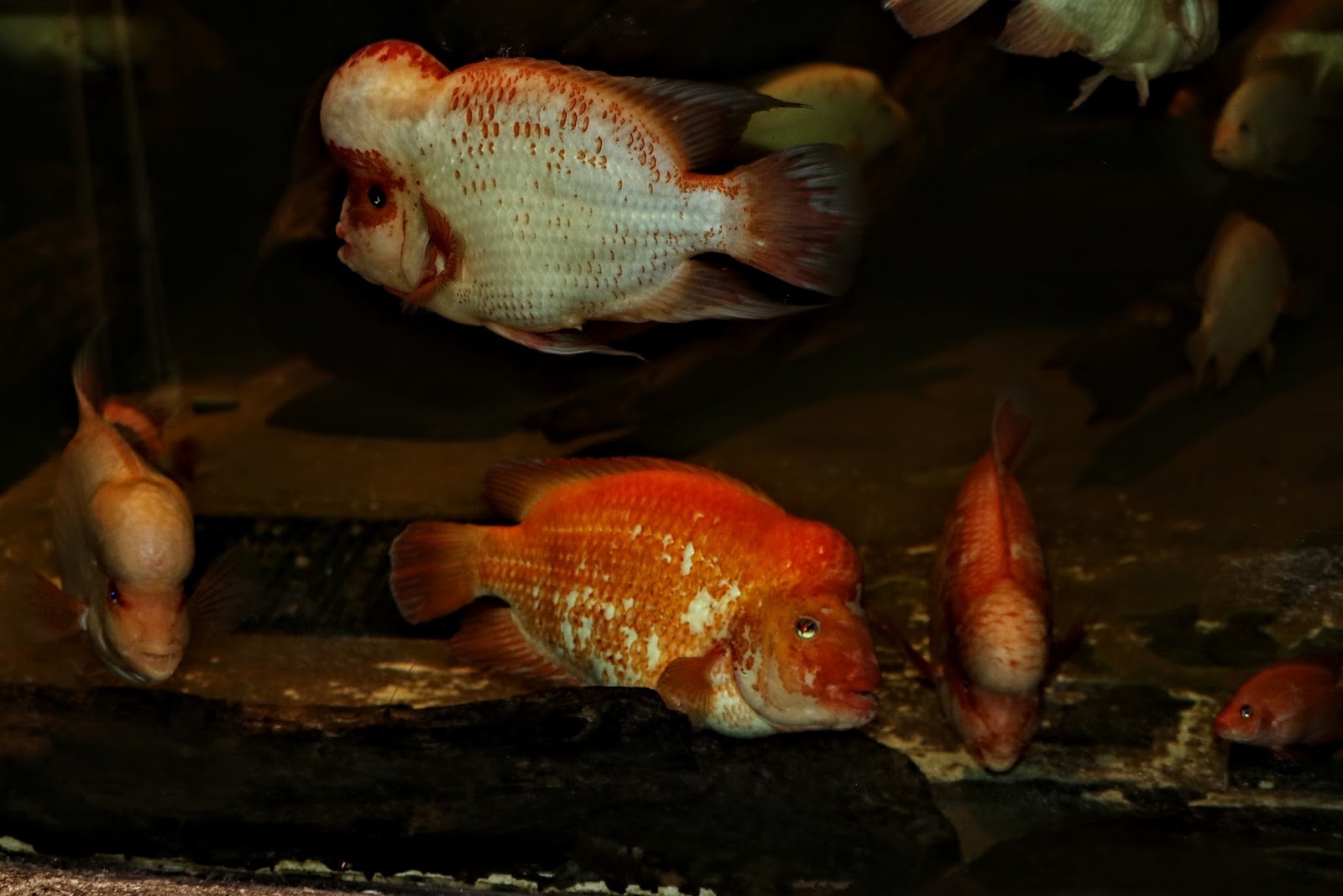 Citrinellum Goldfish Pics At The Akron Zoo