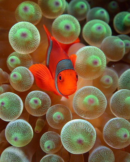 Beautiful Ocean And Marine Life Full Of Colors ~ Whatz More