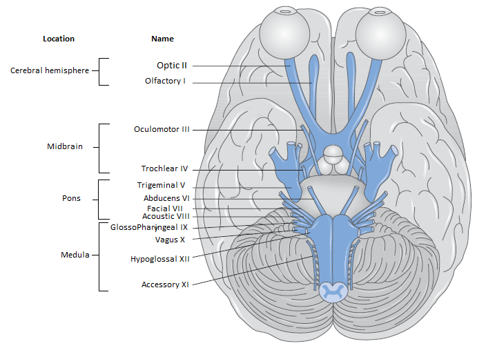 Cranial Nerve - Brainstem Function ~ Emi's Stethoscope