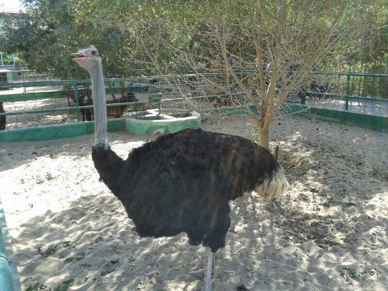 Mumbaikars In Muscat: A visit to Barka Zoo