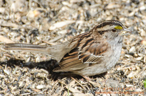 Prairie Nature: White-throated Sparrow - White and Tan Morphs: May ...