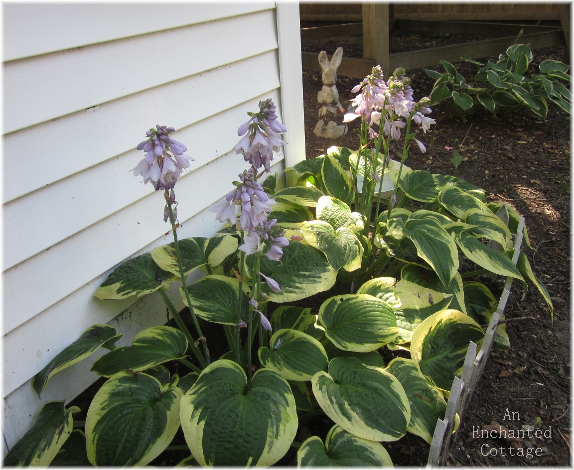 An Enchanted Cottage: Hosta, Sweet Hosta....