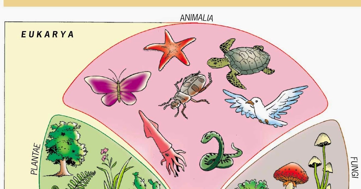 Taxonomía | Bio Blog.