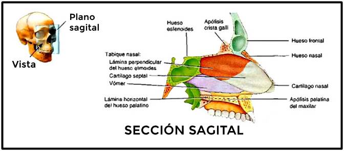 Anatomía del cráneo: huesos, suturas, senos paranasales, fontanelas