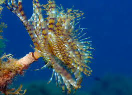 Filo anelídeos | Biologia: A ciência da vida