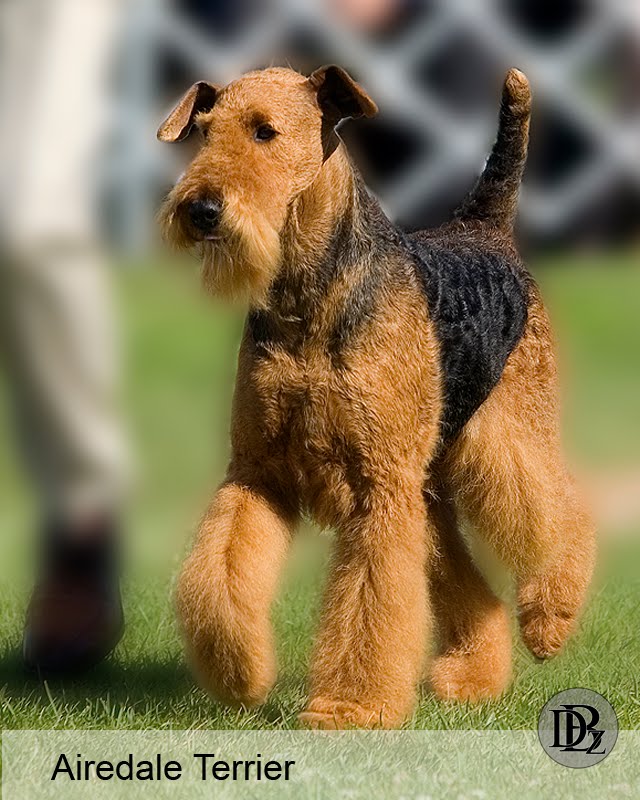 Airedale Terrier-my dog is part airdale u can tell by the beard and ...