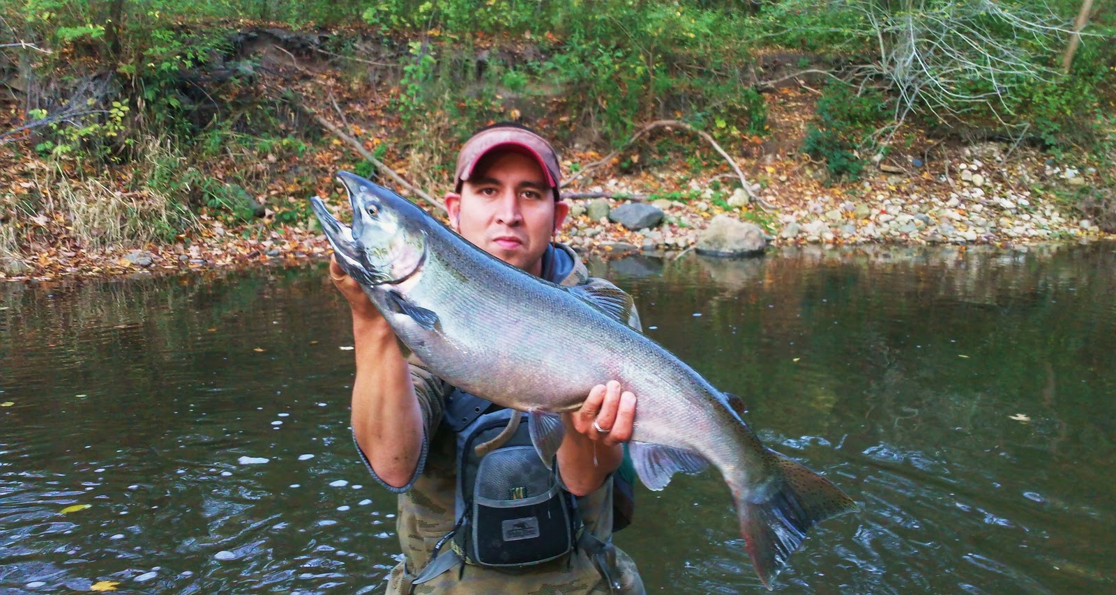 Illinois Wisconsin Fishing: wisconsin's coho salmon are running