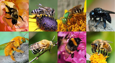 THE BEES NEED YOU! - Science in the City