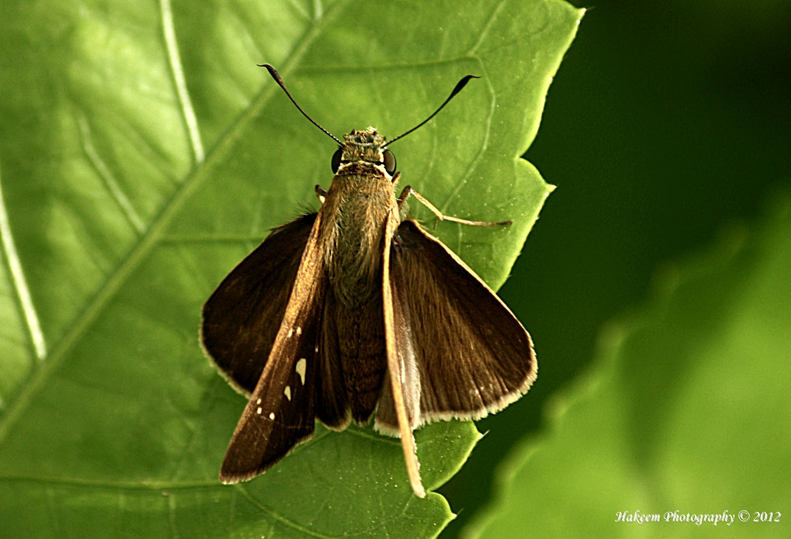 Hakeem Photography: Skipper butterflies