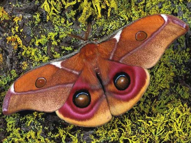 My Temple of Nature: Madagascar's Magnificent Moths