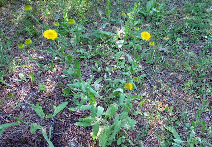 FLORA NEL SALENTO e.. anche altrove: Pulicaria odora (L.) Rchb ...