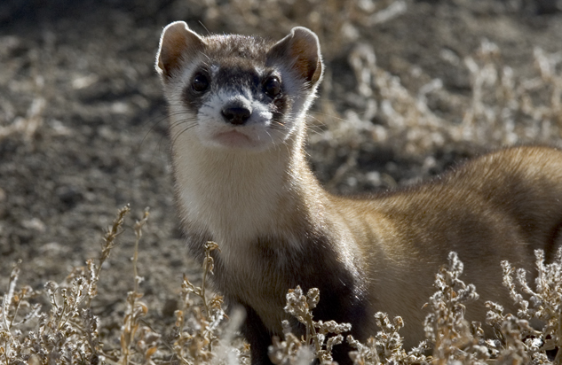 Endangered Animals: Black-Footed Ferret