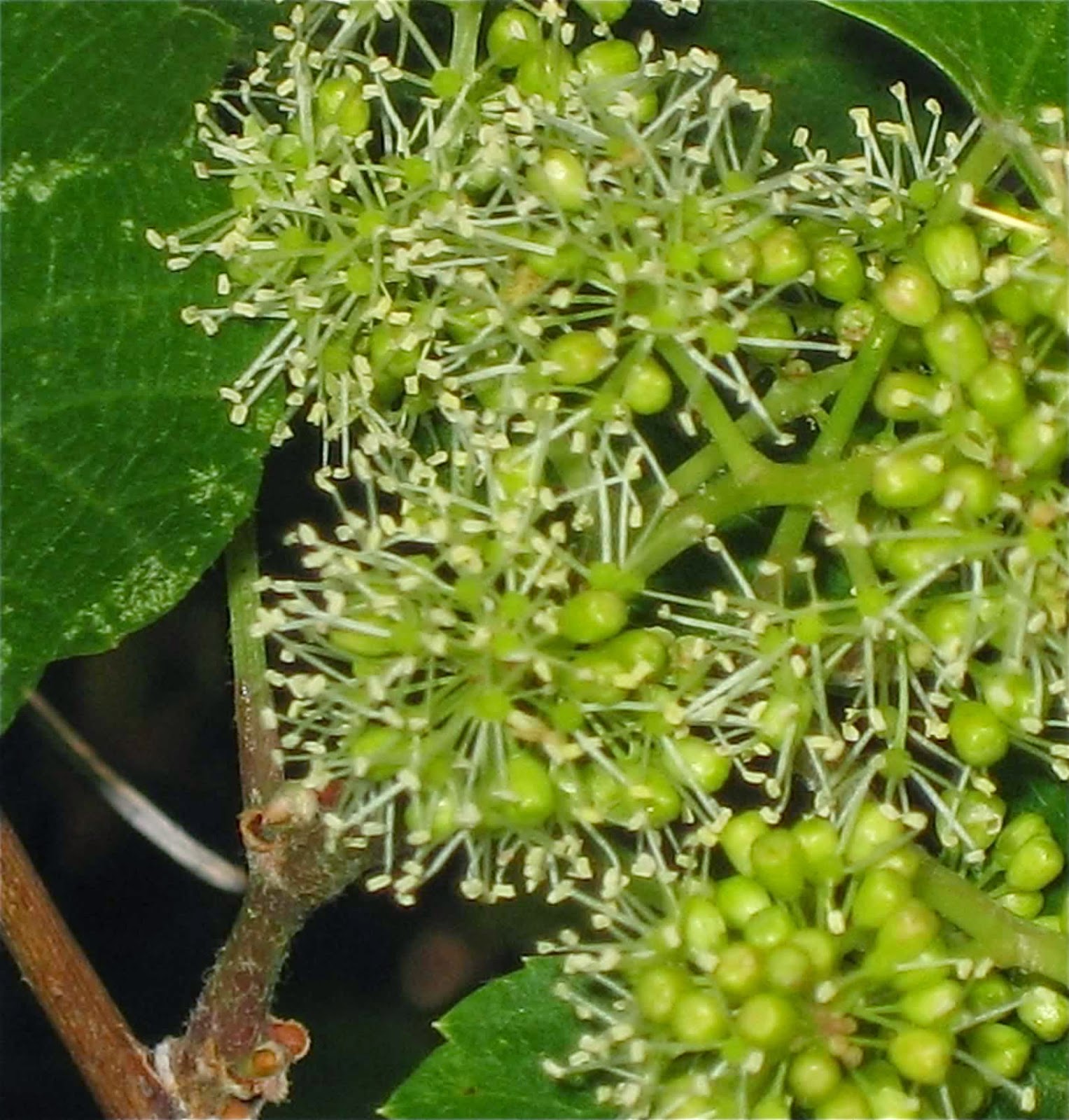 Trees Planet: Vitis arizonica - Canyon Grape - Arizona Grape