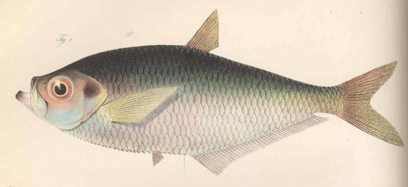 Ilisha - Fishes