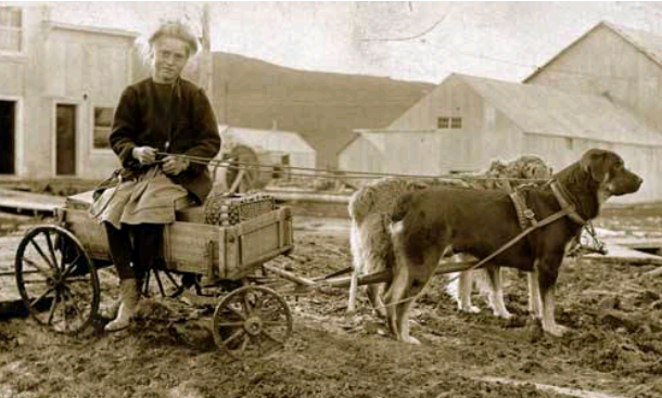 BOOKTRYST: Alaska's Dog Days On Show In Historic Photos