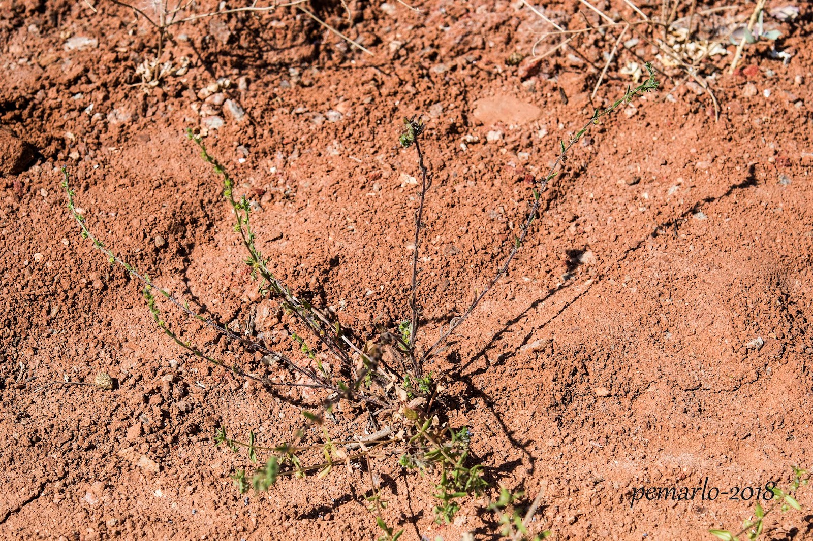 Plantas de Murcia: LAPPULA PATULA EN LA CELIA (JUMILLA). Fotos del mes ...