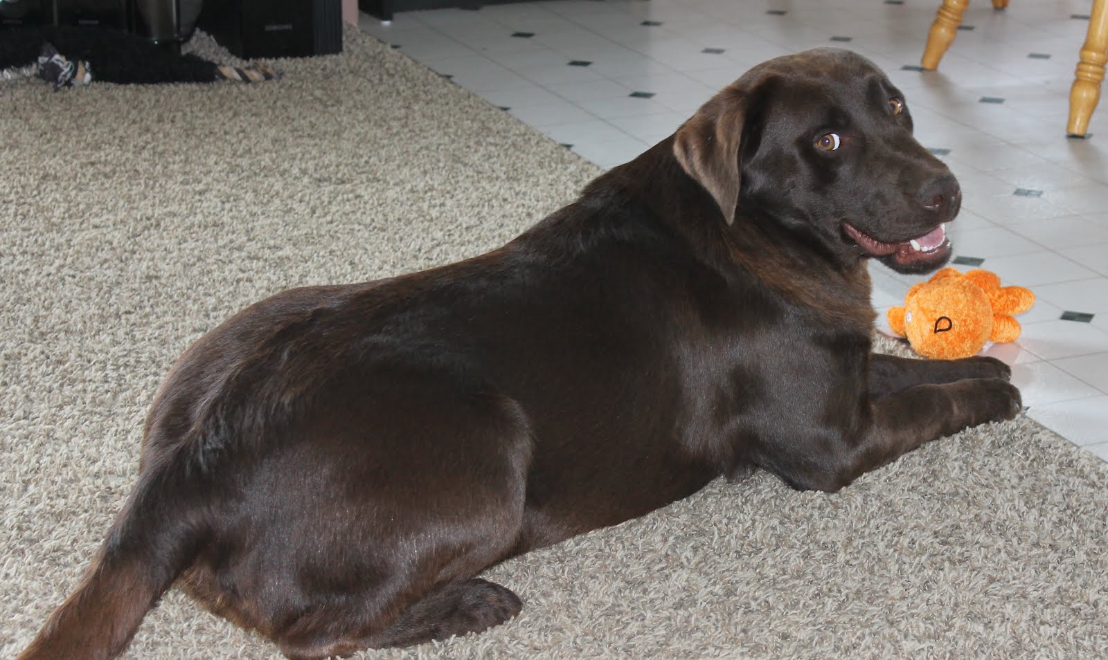 BUCK MOUNTAIN LABRADORS: MORE SILLY LAB DOGS AND THEIR NEW TOYS!