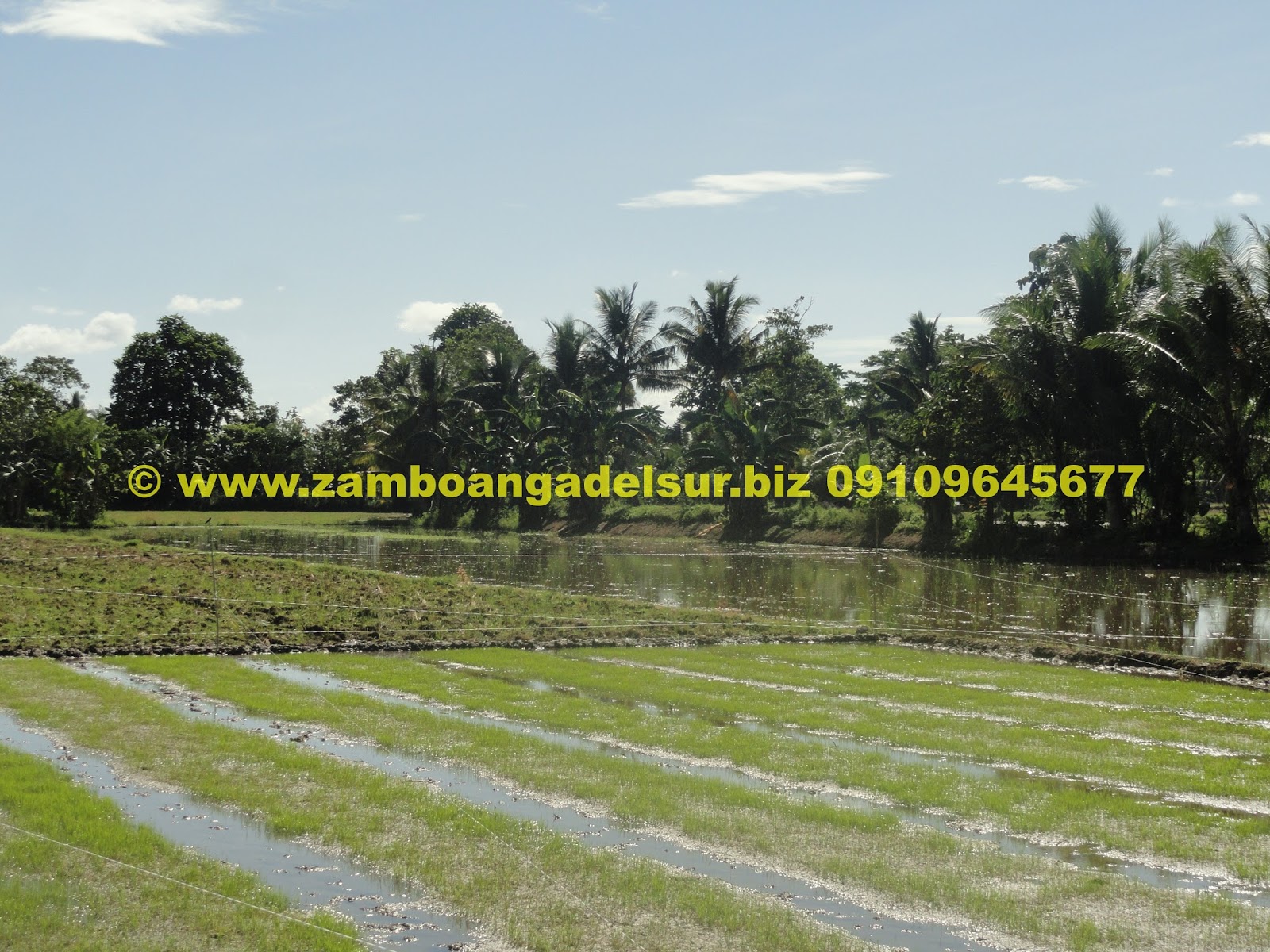 Zamboanga del Sur Properties: FOR SALE: 1.3 HECTARES RICE FIELD AND ...