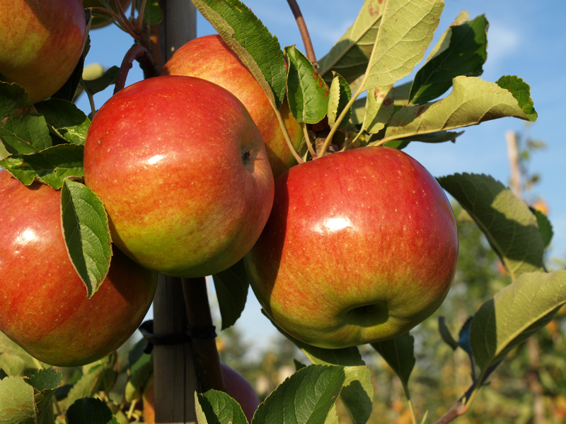 RECETAS CRIOLLAS URUGUAYAS: PURÉ DE MANZANAS A LA CREMA