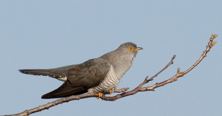 Despre păsări - Cucul