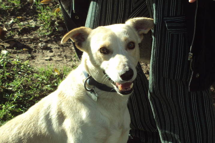 Adoptándonos: Martín García, lindo perro color crema en adopción