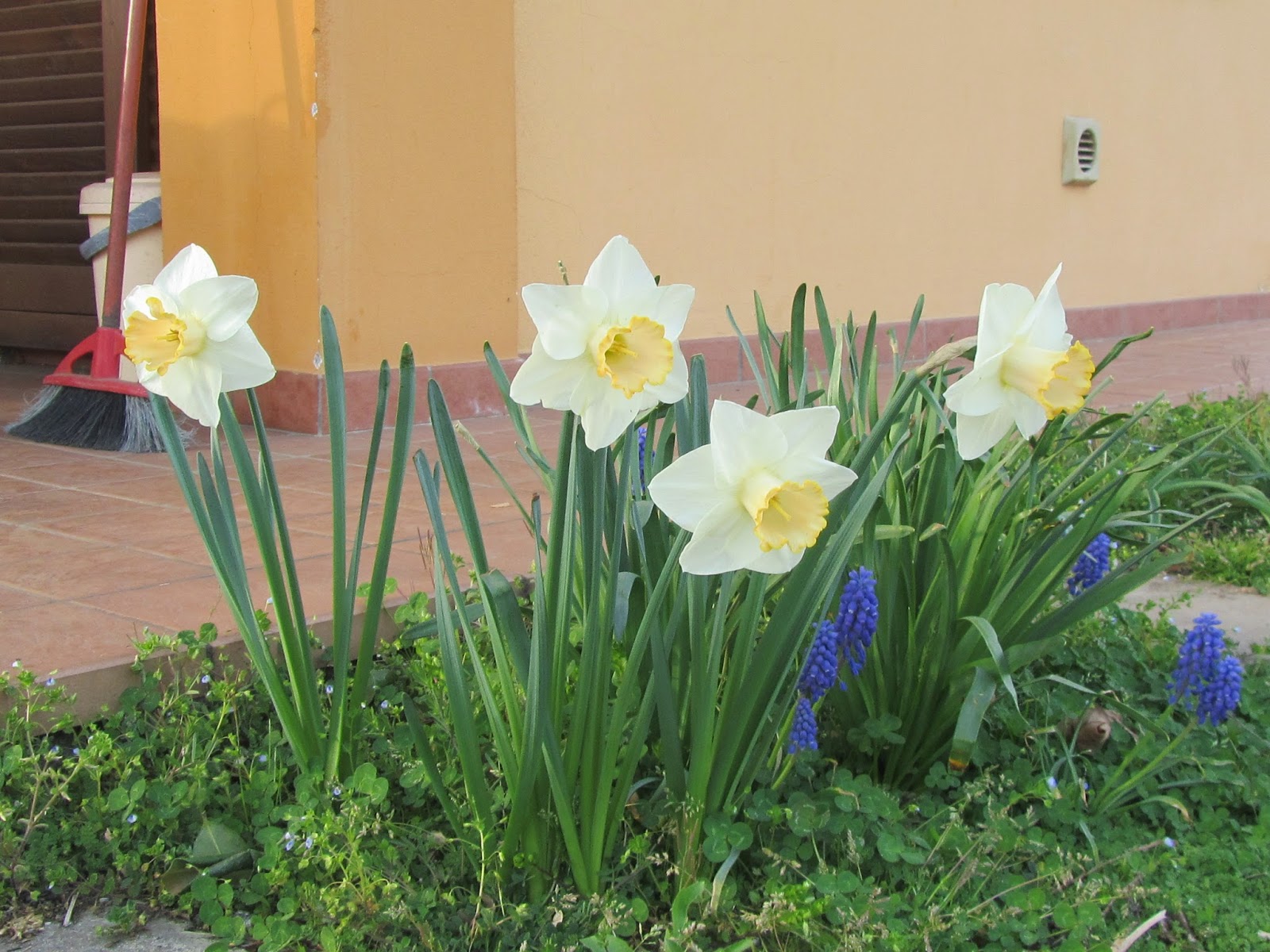 Narcissus (Narcisi) e il Risveglio della Primavera, Come Piantarli ...