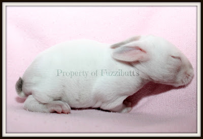 Fuzzibutt's Rabbitry: Californian Rex at 9 Days Old