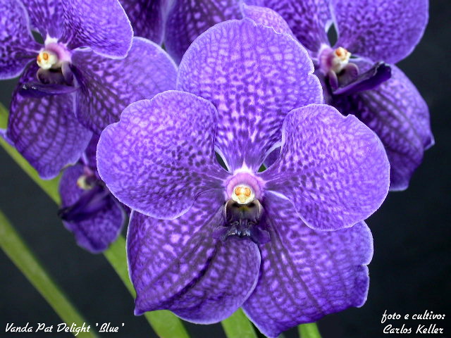 TERRA DA LUZ: Dicas de como se cultivar Vandas.