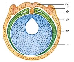 Crecimiento y Desarrollo del niño de 0-3 años: CONCEPTOS DEL DESARROLLO ...
