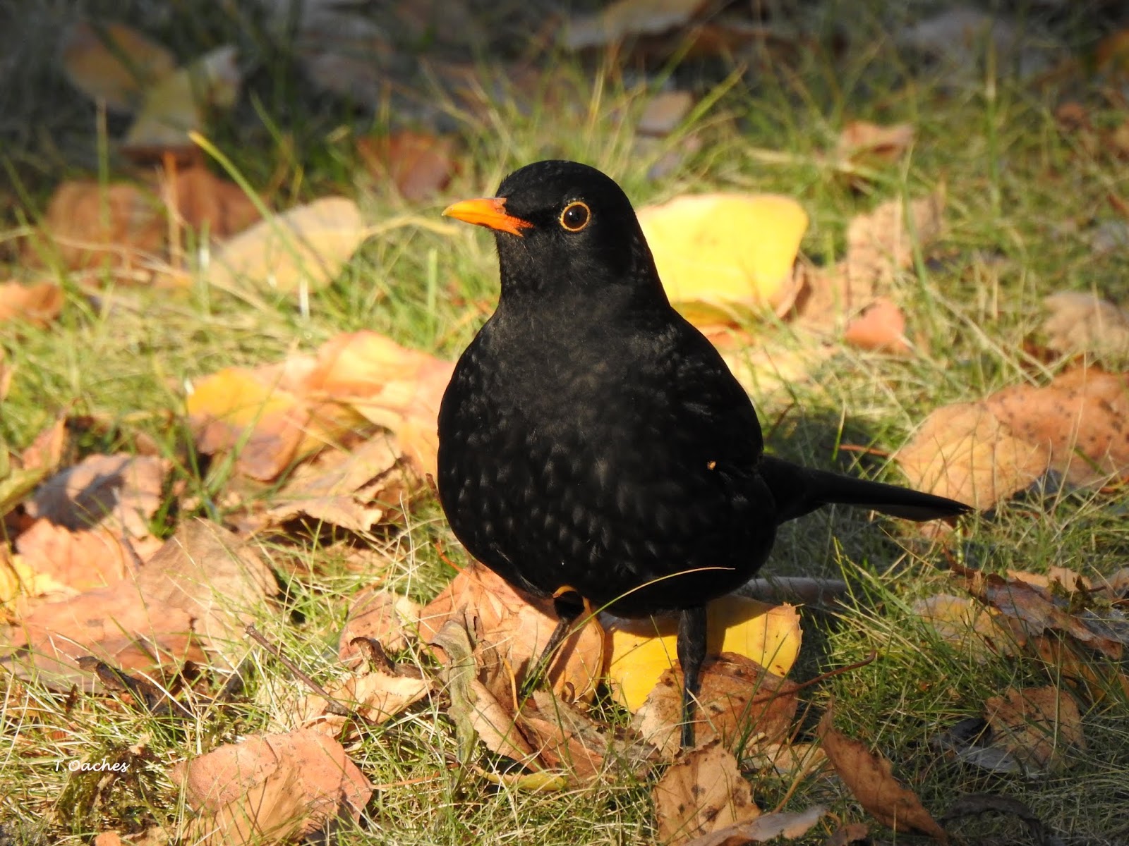PASARI DIN ROMANIA: MIERLA (1), Turdus merula